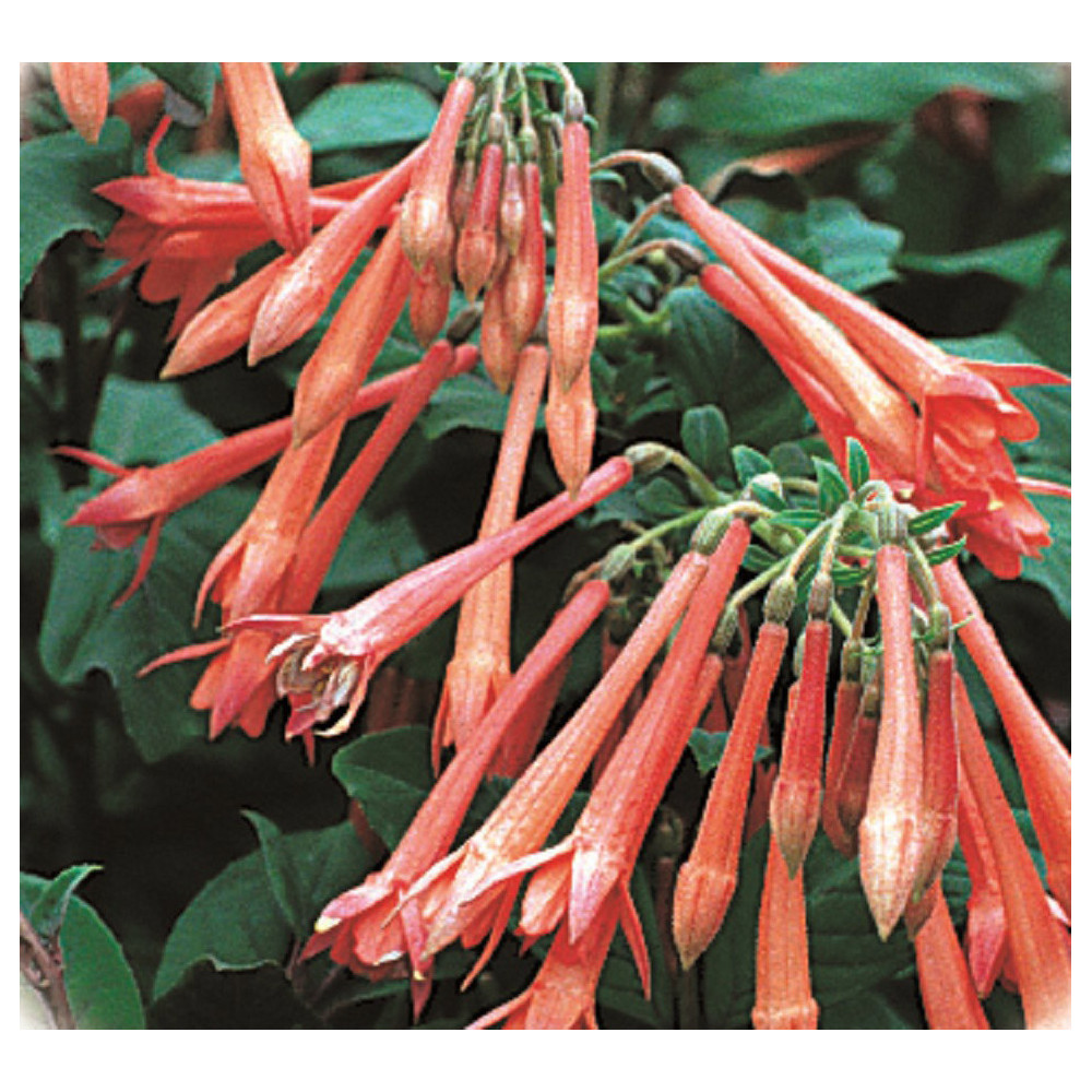 Fuchsia Fulgens | Vente en ligne : Les fleurs de Maguy